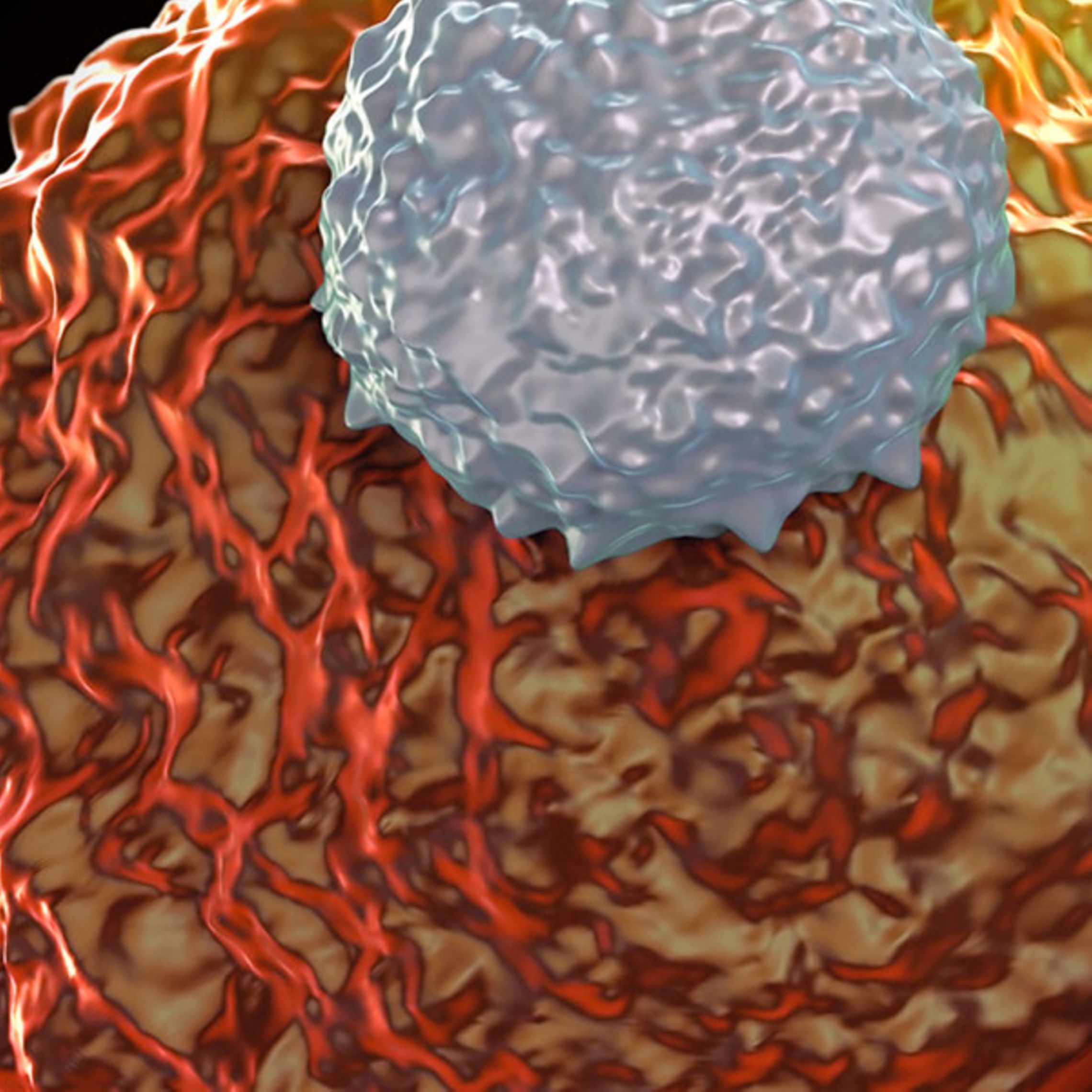 T 细胞 | 德国赛多利斯Sartorius